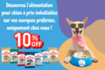 Comment bien voyager avec son animal au Maroc ? - Petiz